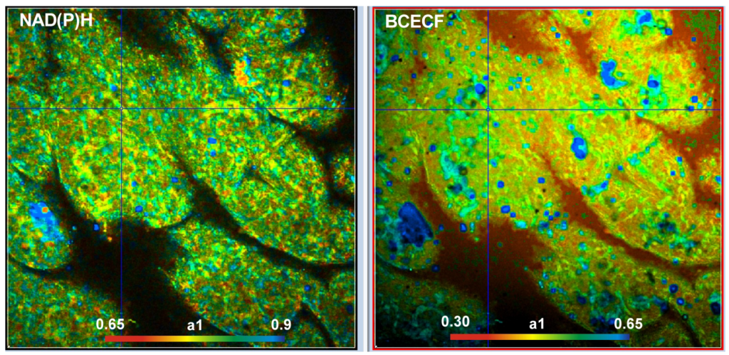 具有同步PH成像功能的代谢FLIM - 量感科技 Q-opto