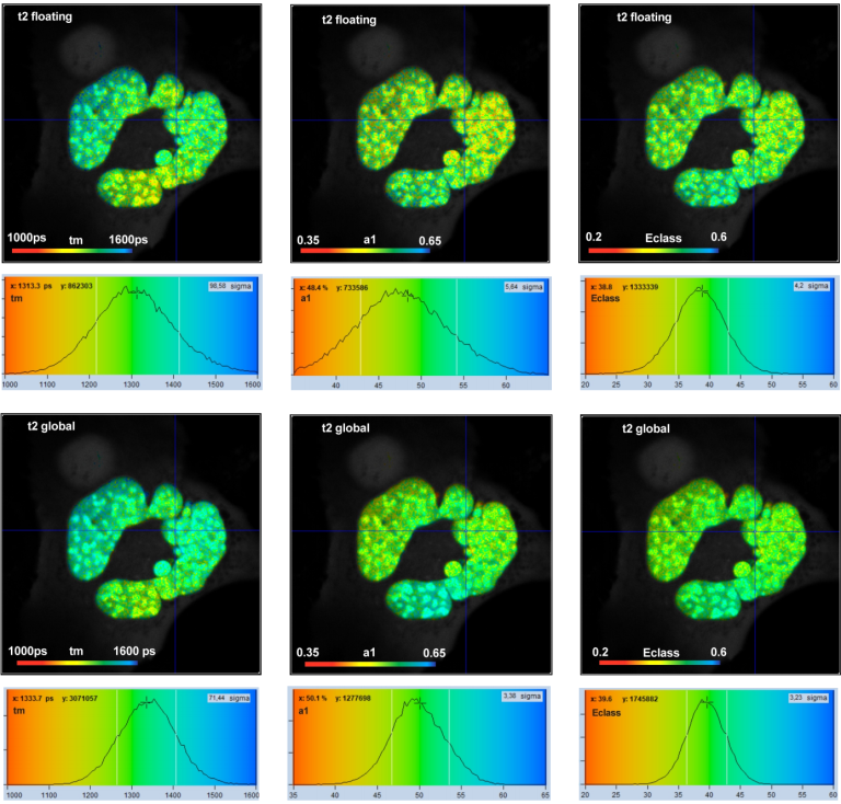 基于 GPU 的 TCSPC FLIM 数据快速全局拟合 - 量感科技 Q-opto